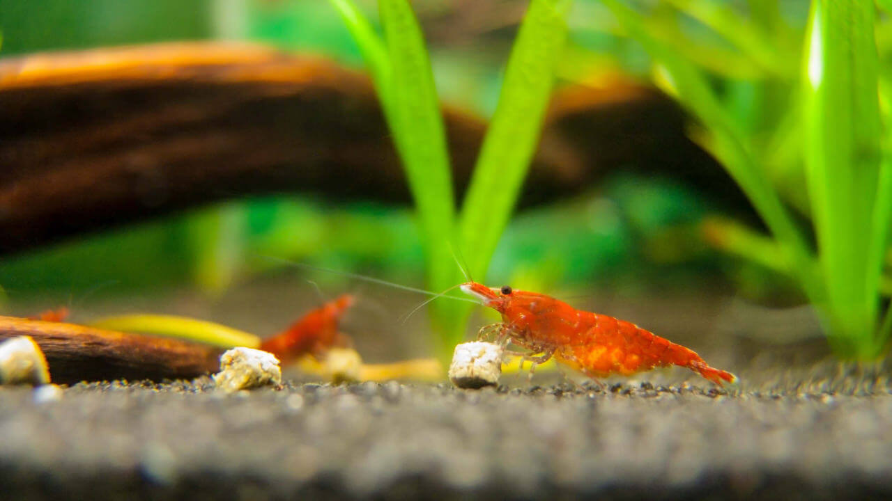 Shrimp food - Buy high quality shrimp food in the shrimp shop