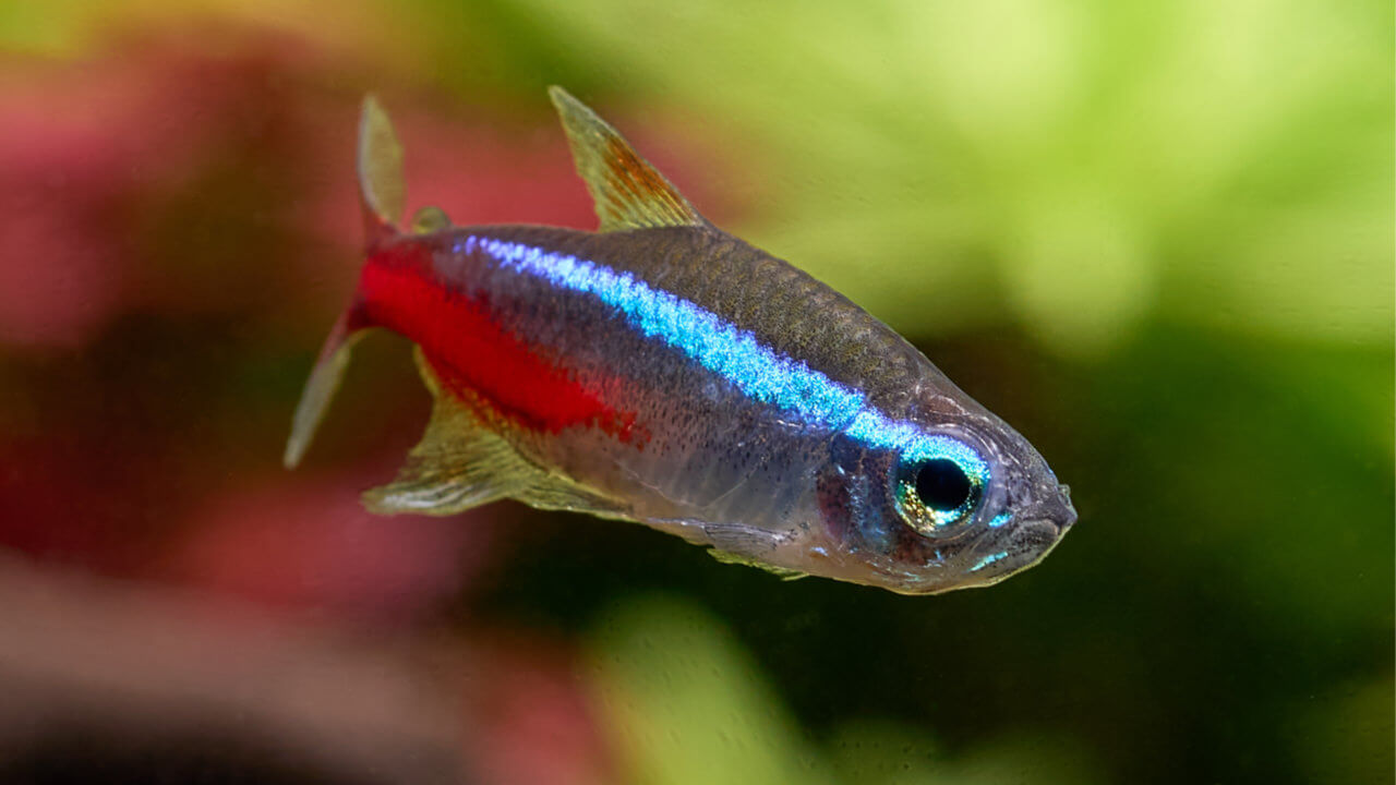 Neon tetra food - Buy fish food for neon fish cheap online