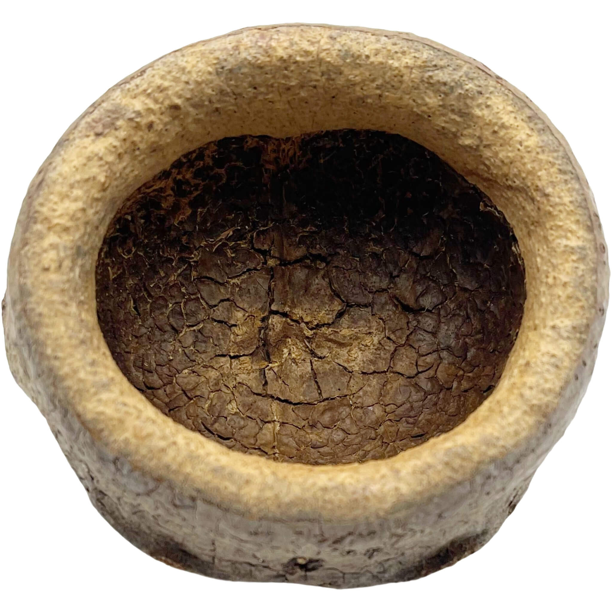 Monkey Pod Lid - Aquarium Naturprodukt