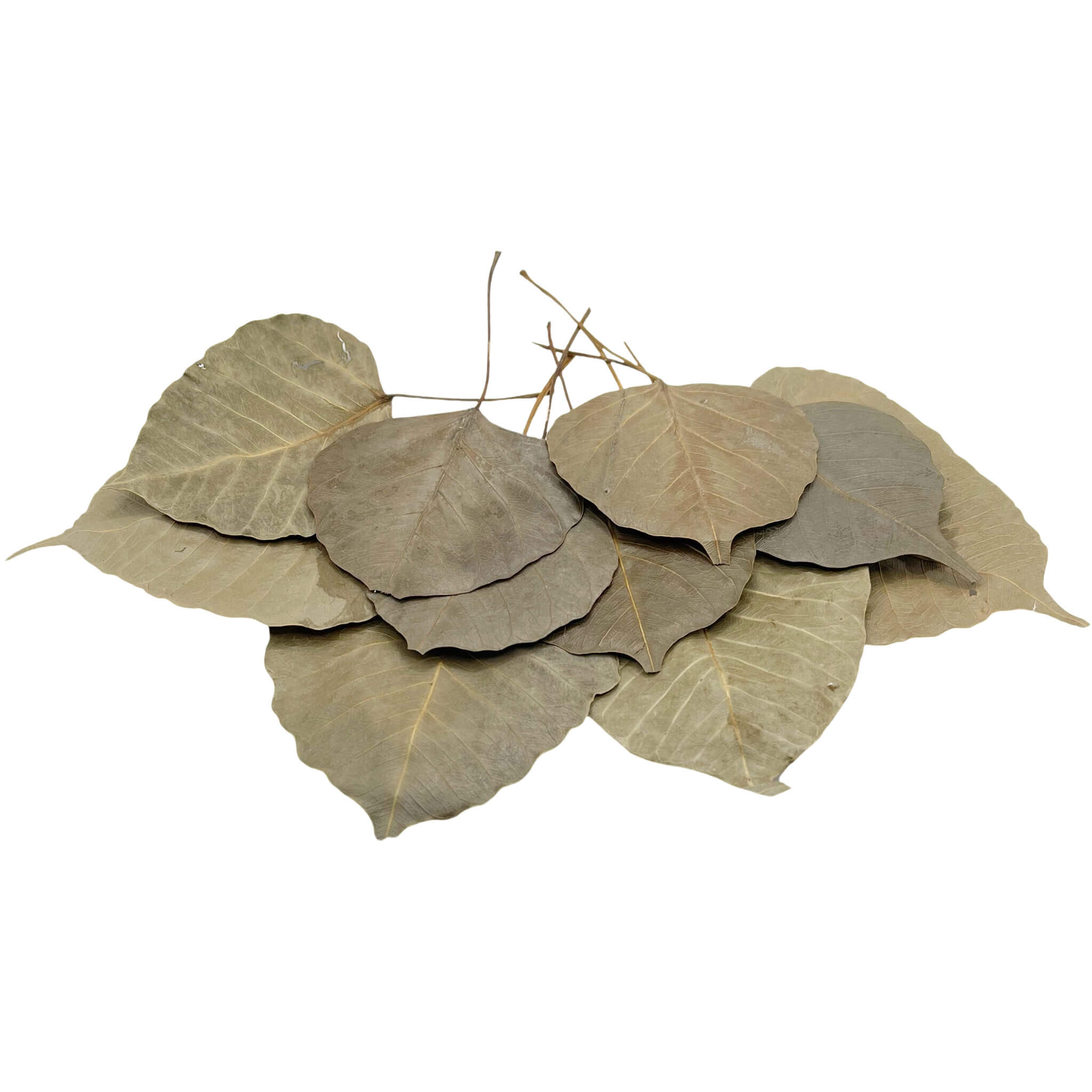 Peepal tree leaves